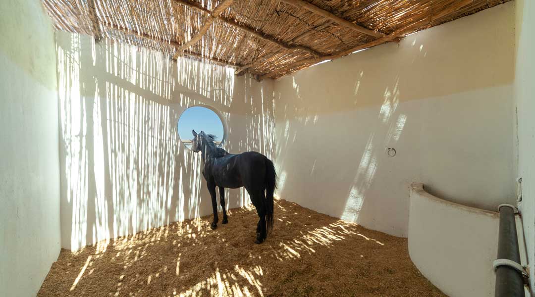 Livery Stable - EQUESTRIAN DREAM EGYPT